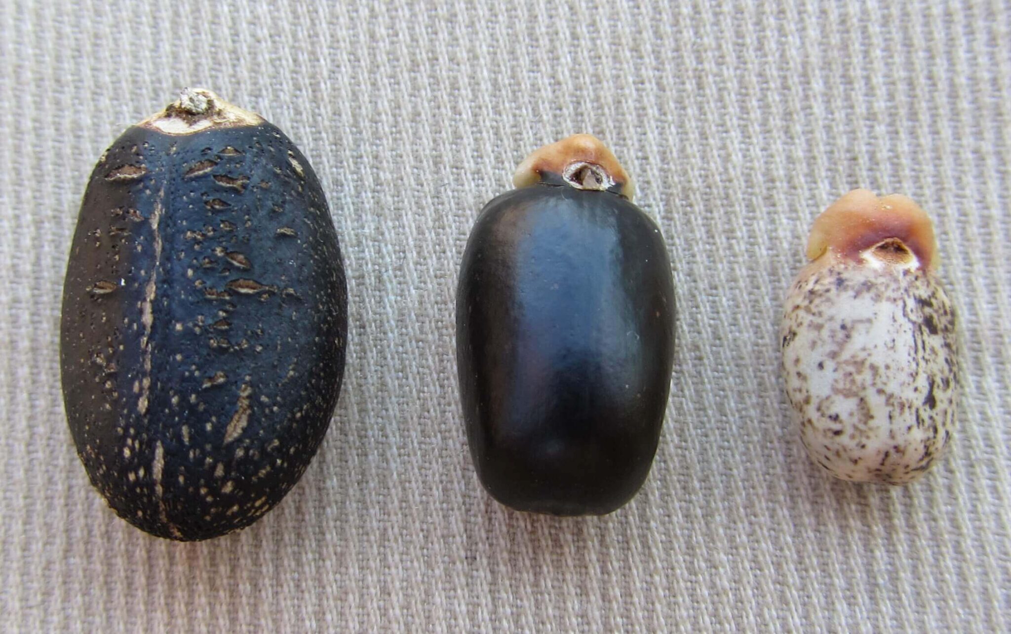 17 Best Places to Buy Seeds: All The Highest Quality For You