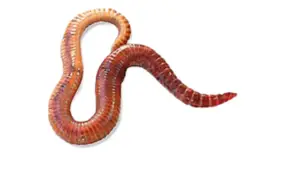 Step By Step Guide To Red Wigglers Composting Worms - Webgardener ...