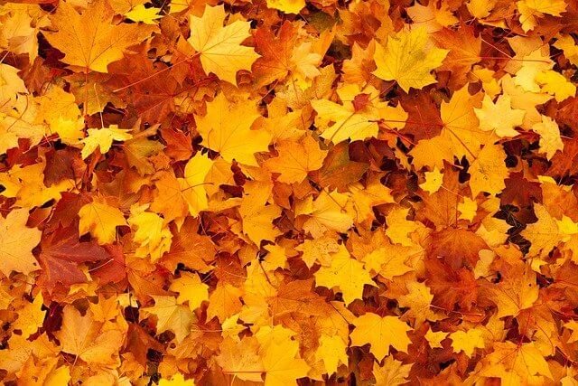 Composting Dry Leaves: Step By Step Guide - Webgardener - Gardening and ...