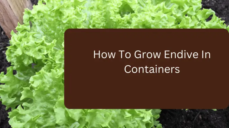 How To Grow Endive In Containers - Webgardener - Learn Gardening ...
