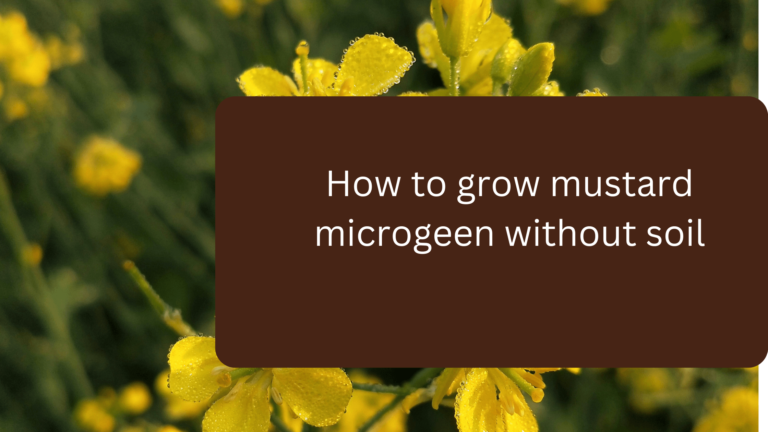 How To Grow Mustard Microgeen Without Soil - Webgardener - Learn ...
