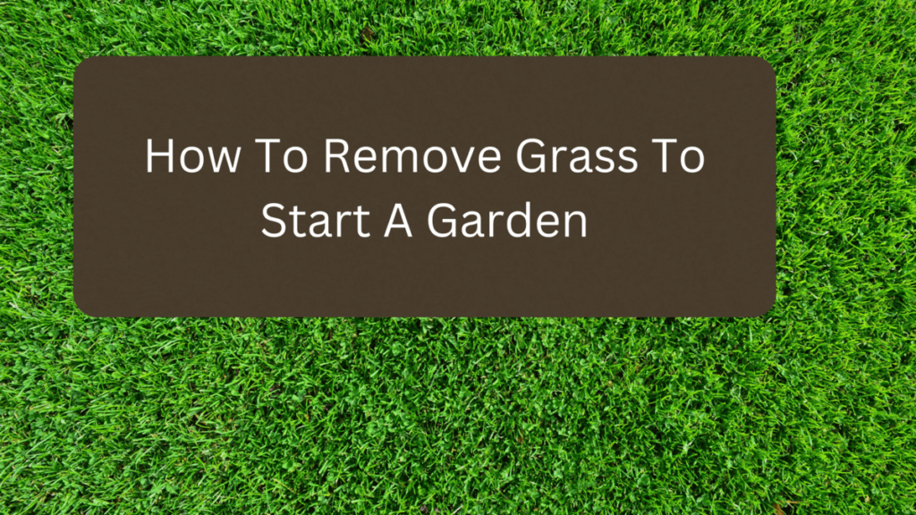 How To Start Soilless Farming at Home (Step By Step Guide ...