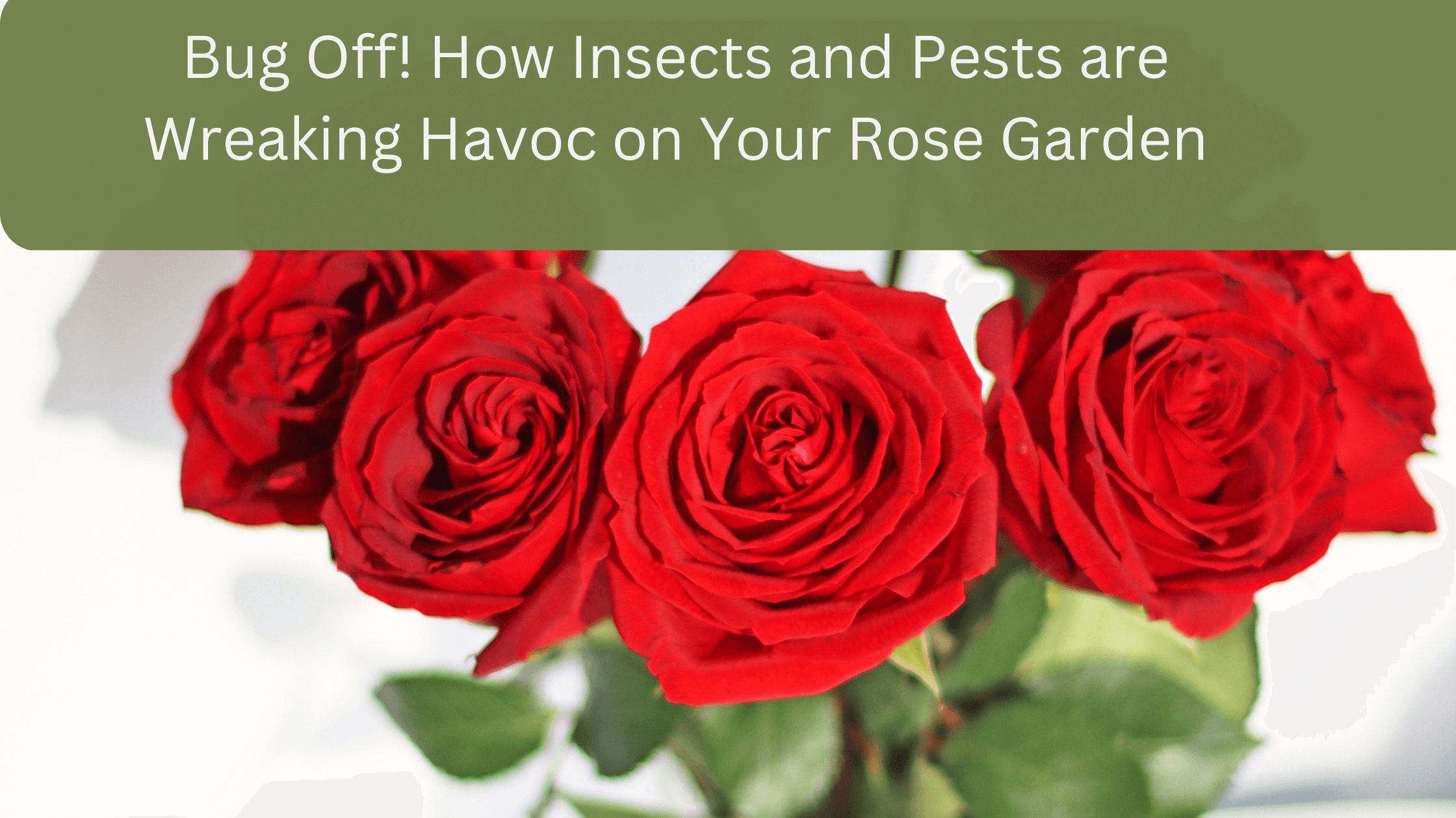 Rose Havoc