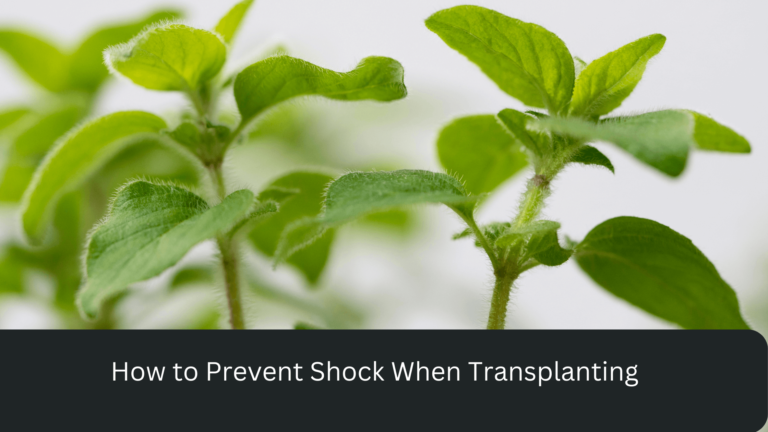 How Long Does It Take For Plants To Recover From Transplant Shock ...