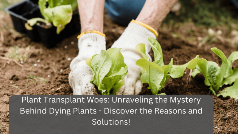 How Long Does It Take For Plants To Recover From Transplant Shock ...