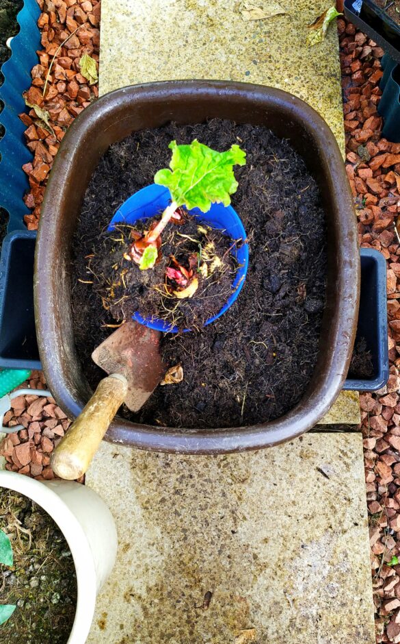 Can You Put Citrus in Compost? Debunking Myths