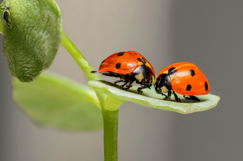 Asian Beetle vs Ladybug: Spotting the Differences and Dealing with Invaders