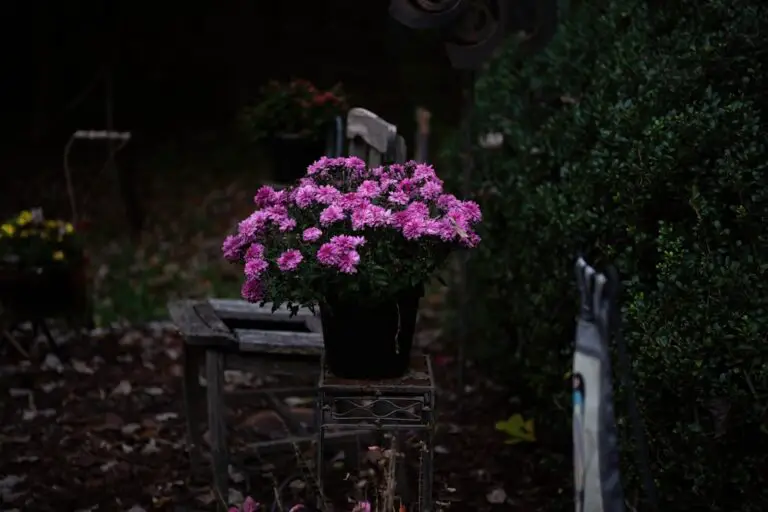 What Do Mums Look Like In The Spring?